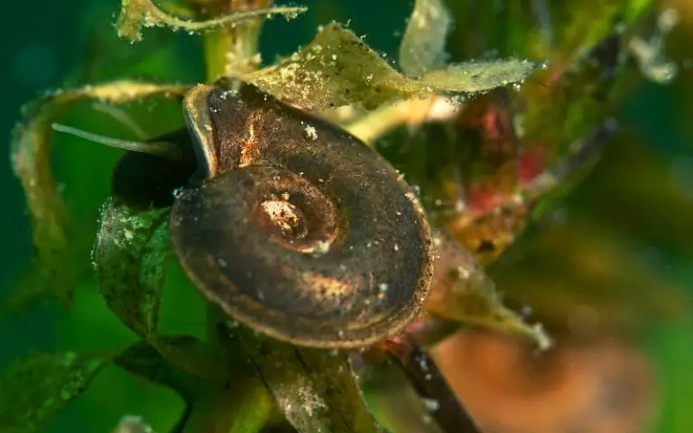 How Big Do Ramshorn Snails Get? Size Guide & Growth Facts