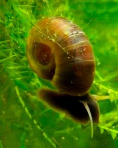 How Fast Do Ramshorn Snails Reproduce: (Breeding Explained)