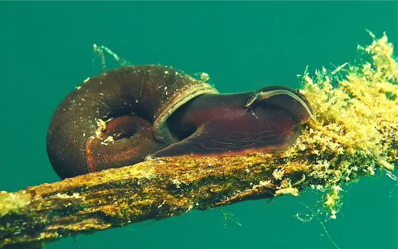 Giant Ramshorn Snail 101: Marisa Cornuarietis Ultimate Guide