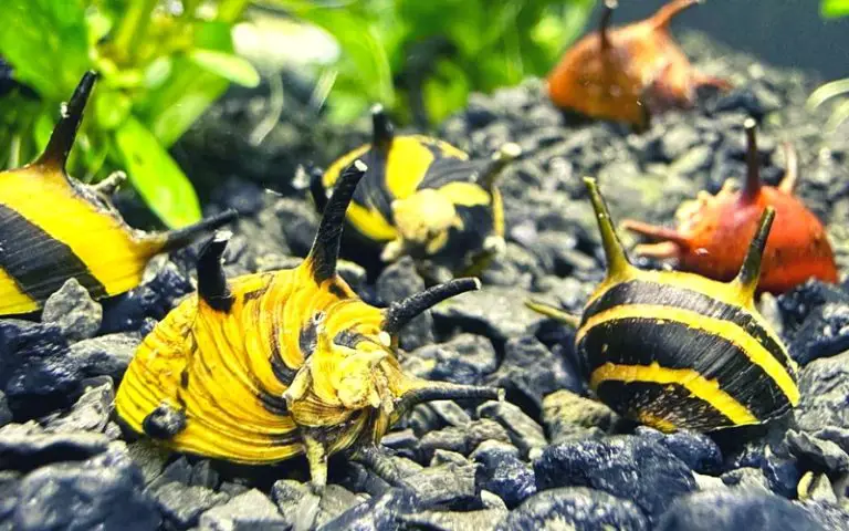 Different Types of Nerite Snails: (Your Aquatic Companion)