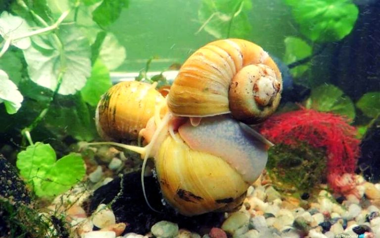 Ramshorn Snail Eggs 101: Everything You Need to Know!