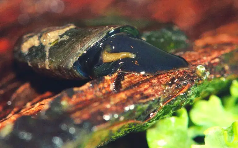 How Fast Do Ramshorn Snails Reproduce: (Breeding Explained)