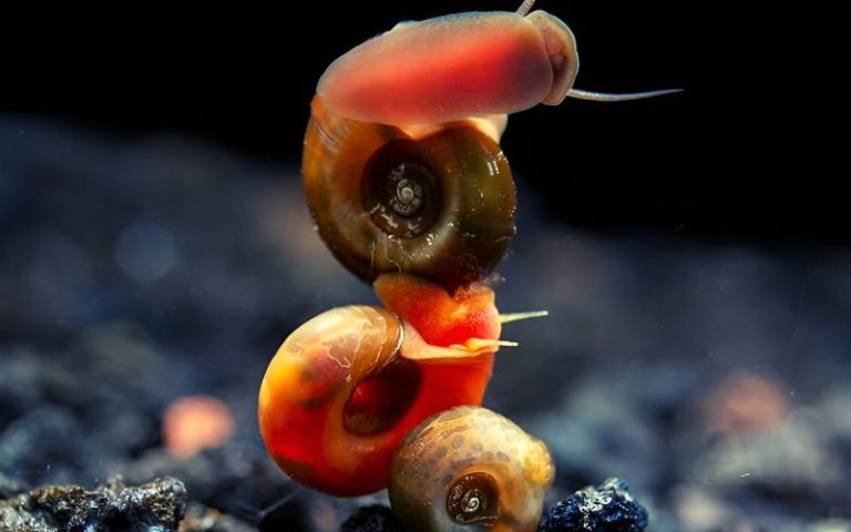 Ramshorn Snail Colors: A Guide to Their Stunning Variations