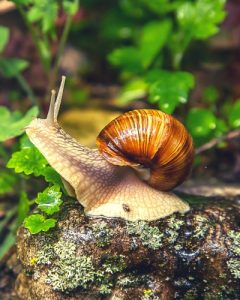 Nerite Snails 101: The Only Care Guide You'll Ever Need!