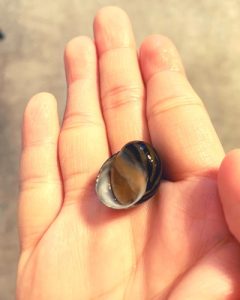 Dead Nerite Snail: 3 Shocking Signs You Won't Believe