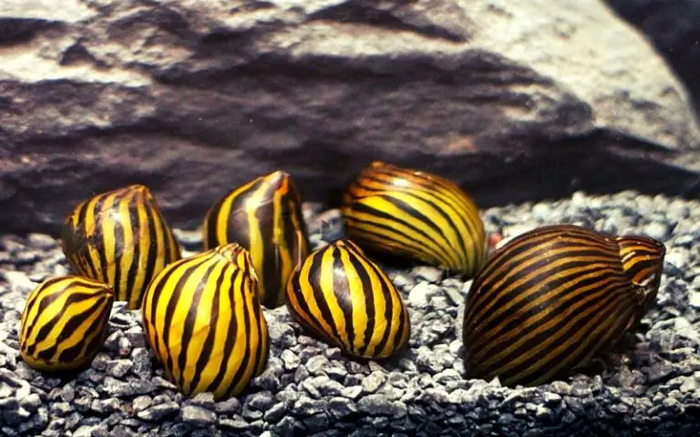 Nerite Snails Breeding 101 A Comprehensive Beginners Guide