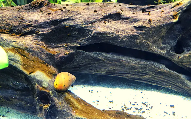 Dealing with the Nerite Snail Poop Conundrum (MUST Read)