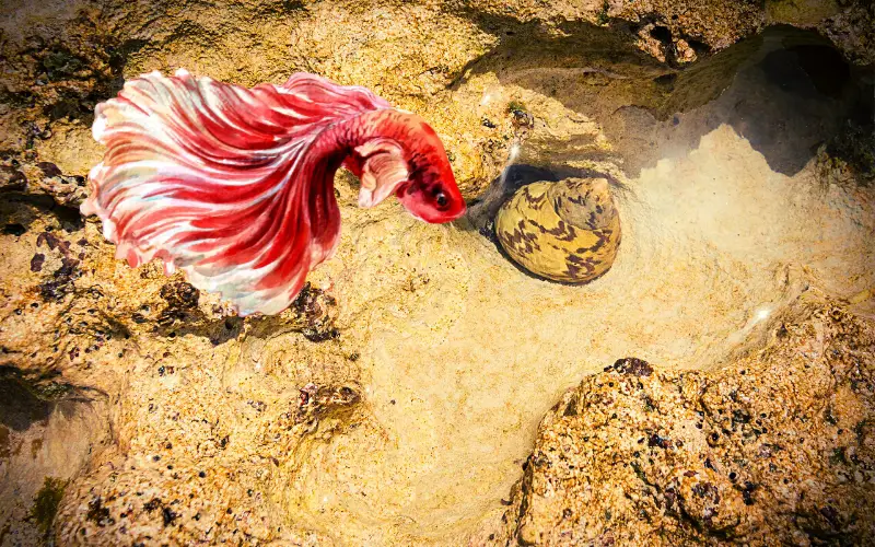Keeping Nerite Snail and Betta Fish Happy (Expert Tips)