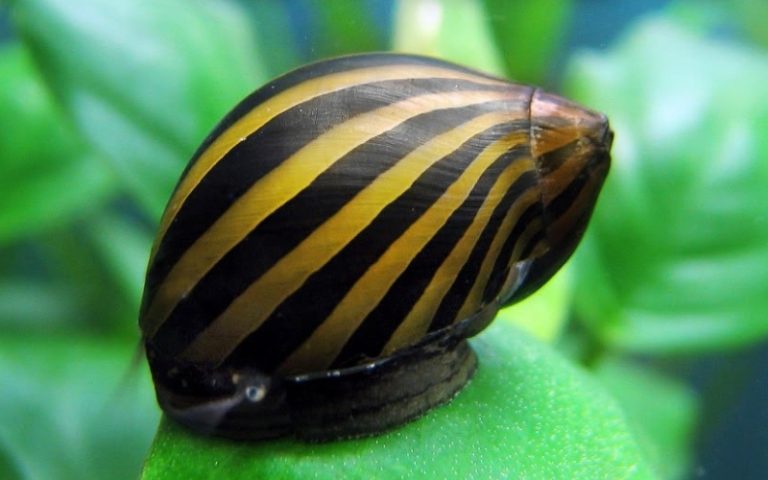 Nerite Snails Size 101: (Expert Care Guide & Tank Set Up)