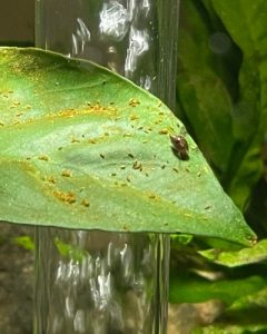 Dealing with the Nerite Snail Poop Conundrum (MUST Read)