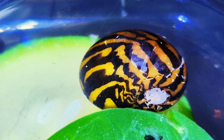 Are Nerite Snails Saltwater or Freshwater: (The Truth)