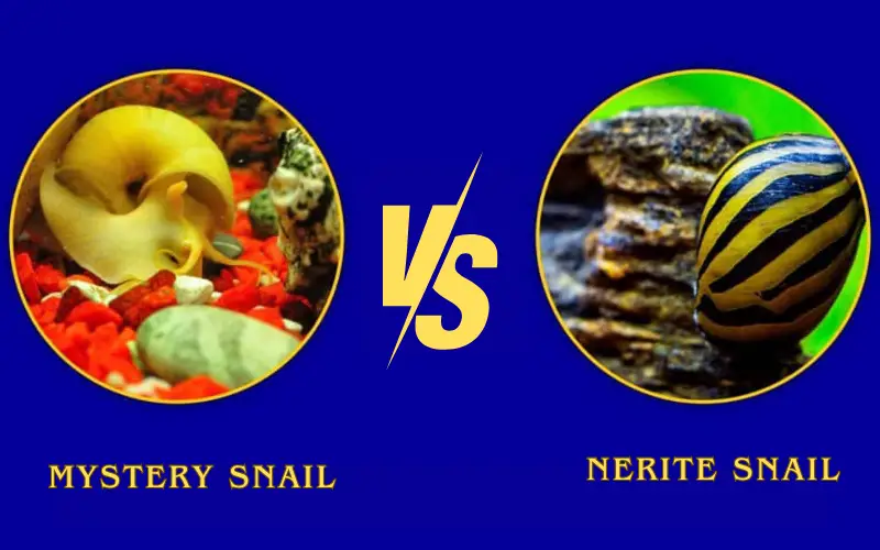 Nerite Snail Vs Mystery Snail: (A Comprehensive Comparison) Nerite Snail Vs Mystery Snail: (A Comprehensive Comparison)