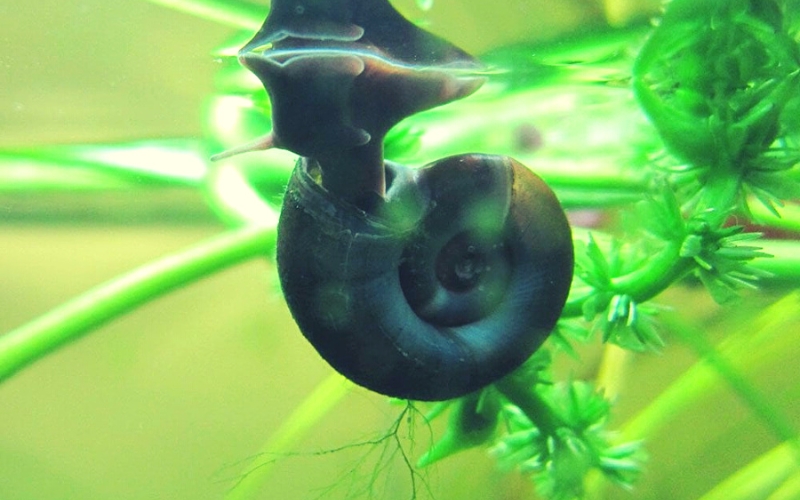 Dealing with Ramshorn Snail Floating: (Causes and Solutions)