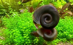 How Fast Do Ramshorn Snails Reproduce: (Breeding Explained)
