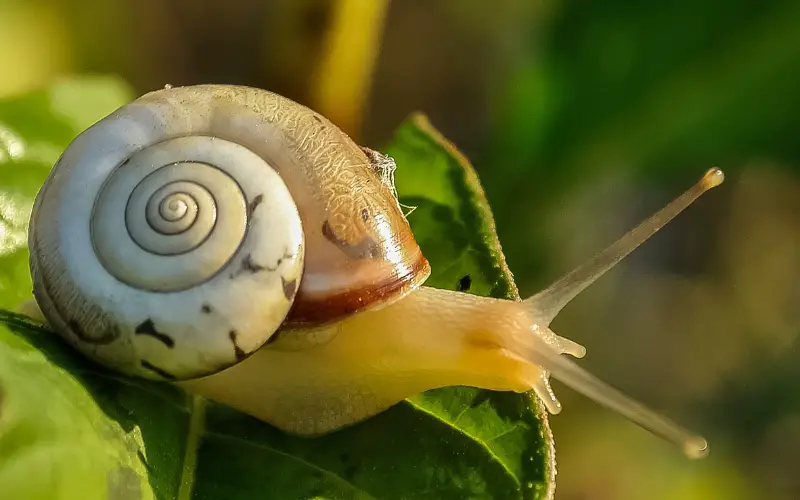 Ramshorn Snail Pond 101: The Key Player in Water Ecosystem