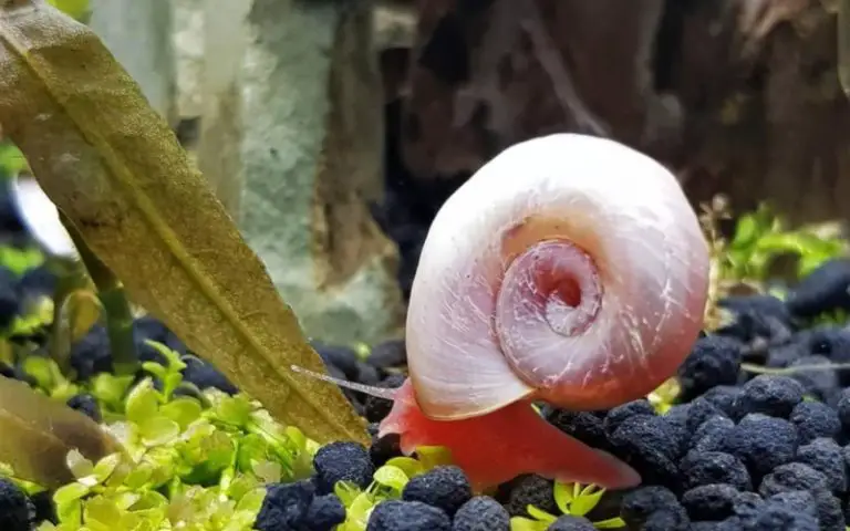 How Long Do Ramshorn Snails Live: (Aquarium Lifespan Facts)