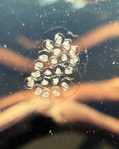 How Long Do Snail Eggs Take to Hatch? (Timeline Explained)