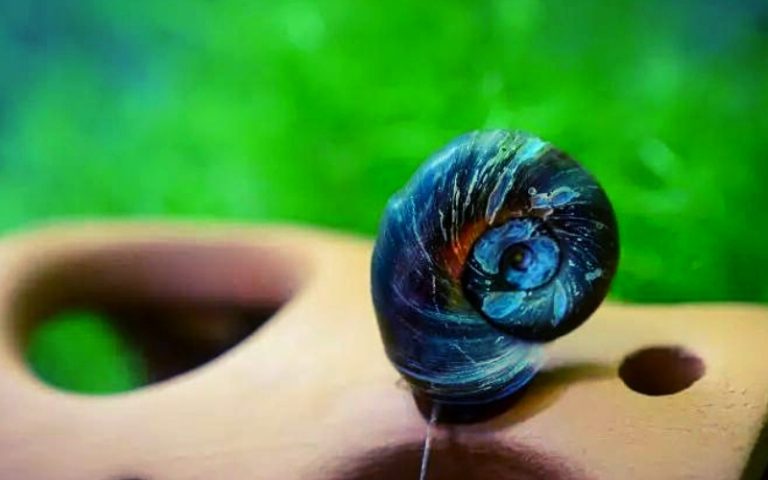 Ramshorn Snail Size 101: Expert Aquatic Snails Caring Guide