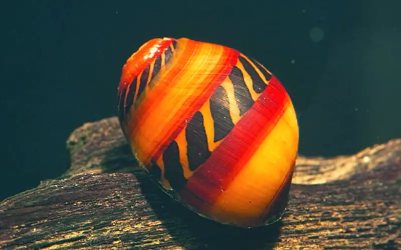 Red Racer Nerite Snail Care 101:( A Comprehensive Guide)