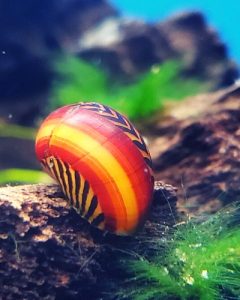 Red Racer Nerite Snail Care 101:( A Comprehensive Guide)