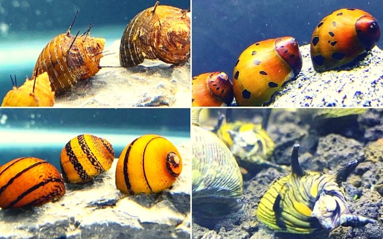 Tiger Nerite Snail 101: The Only Care Guide You'll Ever Need