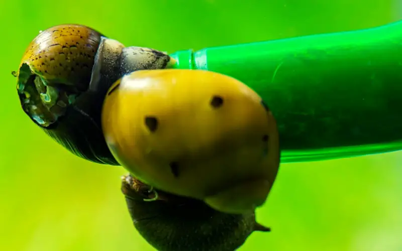 What Do Nerite Snails Eat: A Comprehensive Care Guide