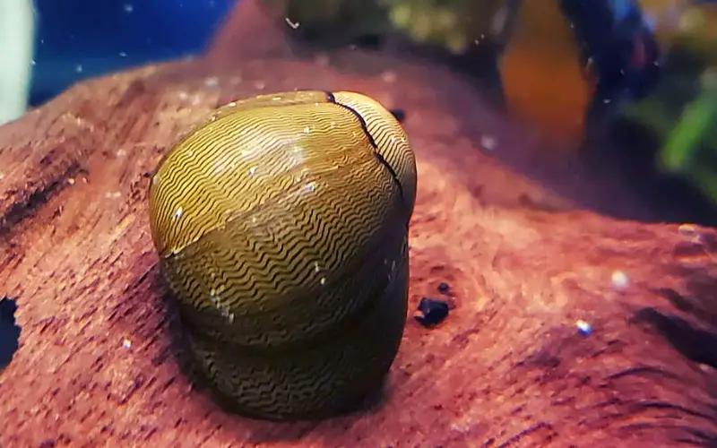 Olive Nerite Snails - The Secret to Spotless Tanks Revealed!