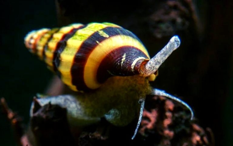 How Big Do Assassin Snails Get in Aquariums (Care Tips)