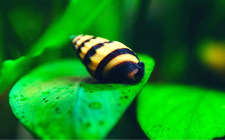 Clea Anentome Helena Snails 101: (A Comprehensive Guide)