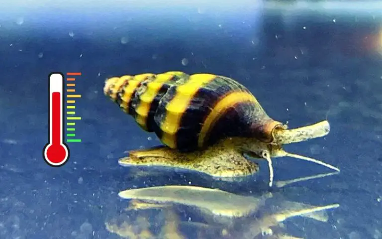 Assassin Snail Water Parameters: (Care Guide & Tank Set-Up)