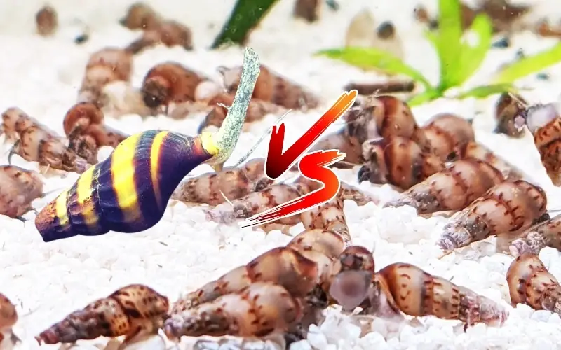 Assassin Snail Vs Malaysian Trumpet Snail: Tankmates or Foes