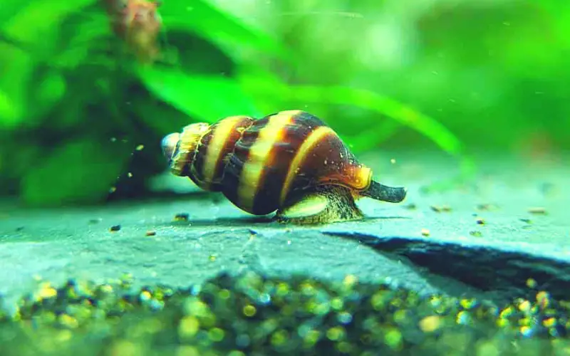 Assassin Snail Water Parameters: (Care Guide & Tank Set-Up)