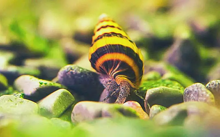 Assassin Snail Temperature 101: (Clea Helena Expert Advice)