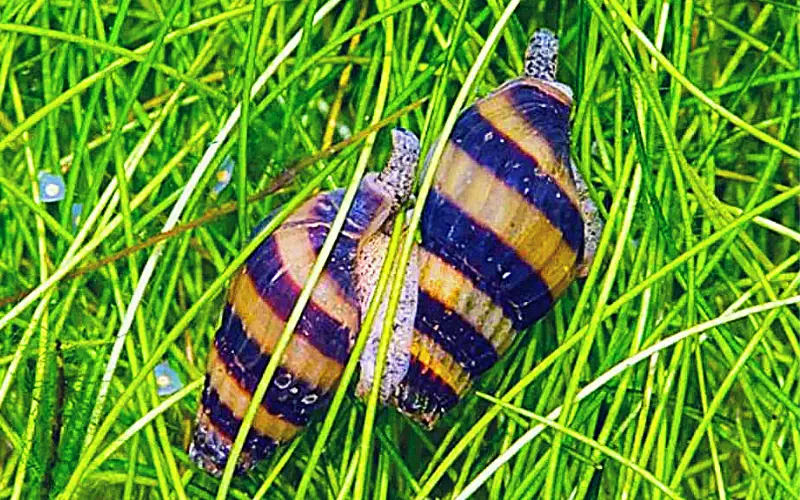 Do Assassin Snails Eat Each Other Myths And Facts Revealed