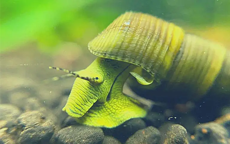 Freshwater Rabbit Snails Size 101: (Tank Size & Care Guide)