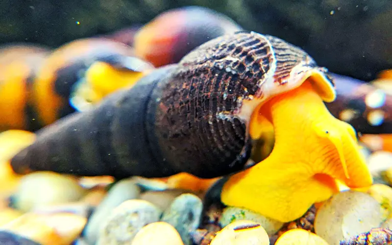 Golden Rabbit Snail 101: Tank Requirements & Care Tips