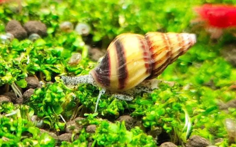 How Big Do Assassin Snails Get in Aquariums (Care Tips)