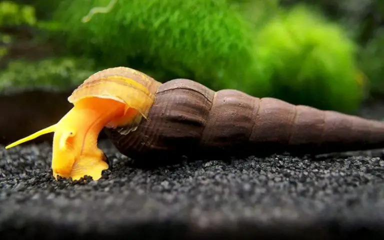 Orange Giant Sulawesi Rabbit Snails Care Guide (Must Read)