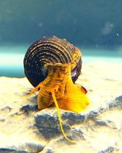 The Ultimate Guide to Rabbit Snail Temperature Tolerance