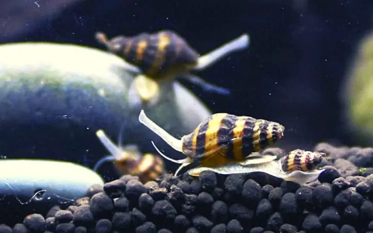 Do Assassin Snails Eat Snail Eggs: (What You Need to Know!)