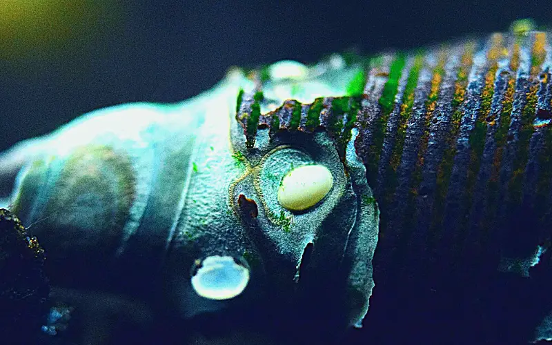 Caring for Rabbit Snail Eggs: Tips for Successful Hatching