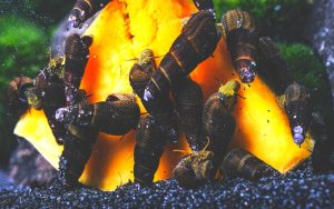 The World of Rabbit Snail Breeding: (Tips for Success)