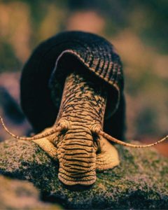 Ultimate Rabbit Snails Care Guide: Tankmates Breeding & More