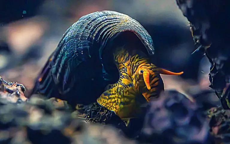 TOP 5 Best Snails for Betta Tank: (That Can Live Safely)