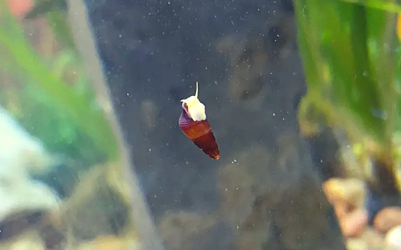 Baby Rabbit Snail: 5 Ways to Avoid Disaster! (Expert Tips)