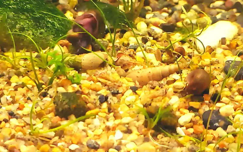 Spot Baby Malaysian Trumpet Snails With These 3 Easy Clues!