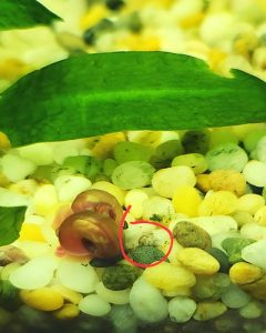 Spot Baby Malaysian Trumpet Snails With These 3 Easy Clues!