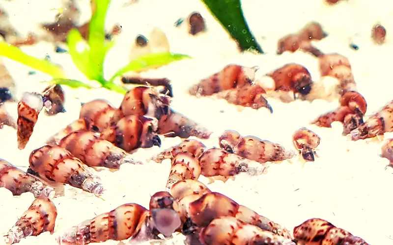 Breeding Malaysian Trumpet Snails: Complete Beginner's Guide