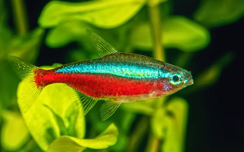Cardinal Neon Tetra 101: Cardinal Tetra Comprehensive Guide!
