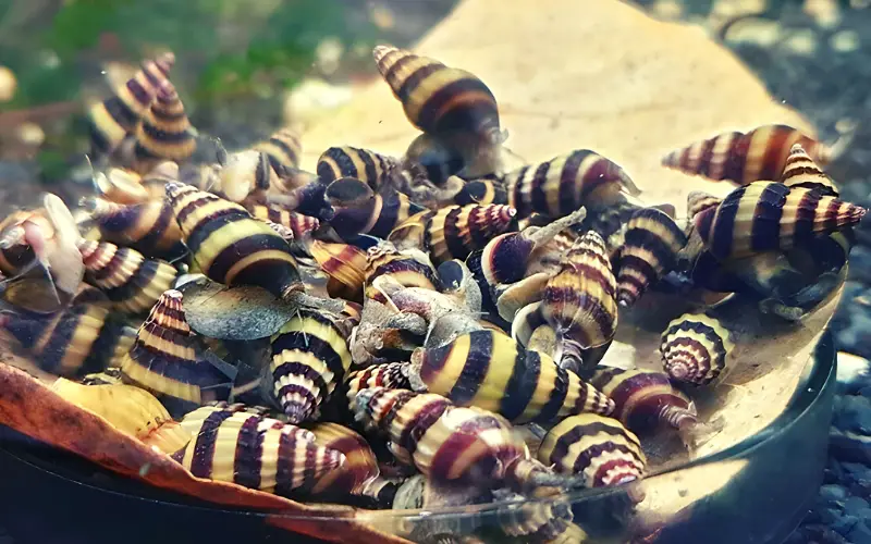 Clea Anentome Helena Snails 101: (A Comprehensive Guide)